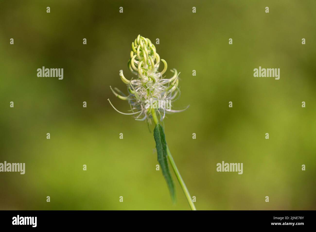 Phyteuma spicatum, the spiked rampion, is a plant in the Campanulaceae ...