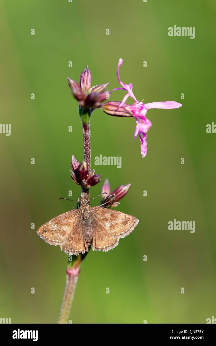 Dingy Skipper (Erynnis tages) is a butterfly of the Hesperiidae family ...