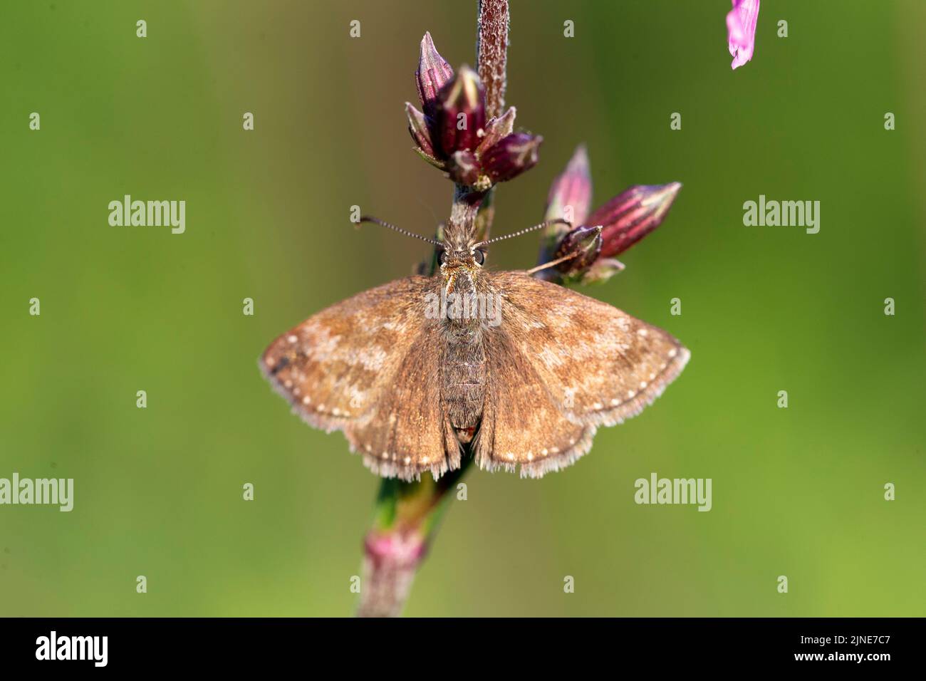 Dingy Skipper (Erynnis tages) is a butterfly of the Hesperiidae family ...