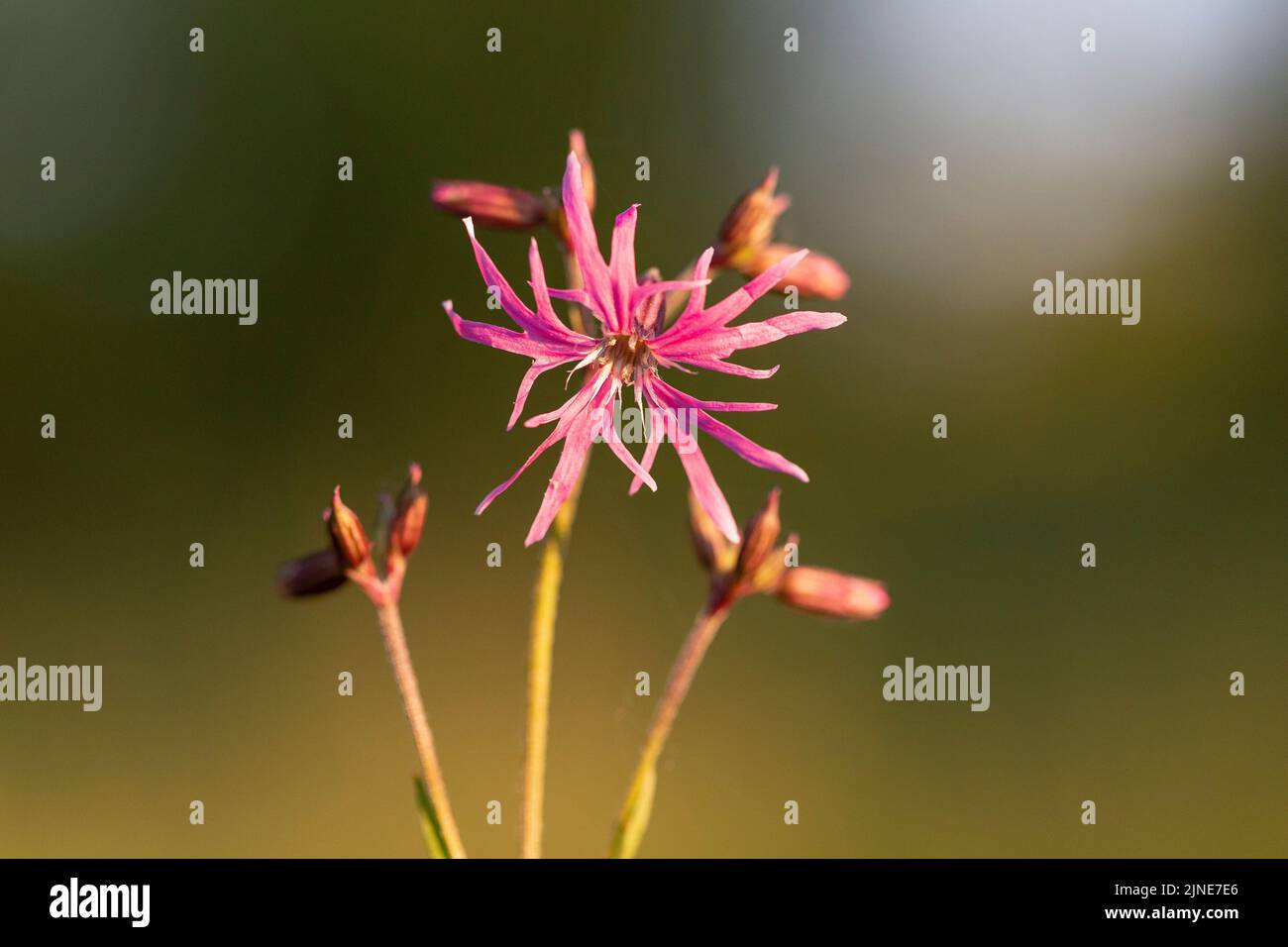Silene flos-cuculi (Lychnis flos-cuculi), commonly called ragged-robin ...