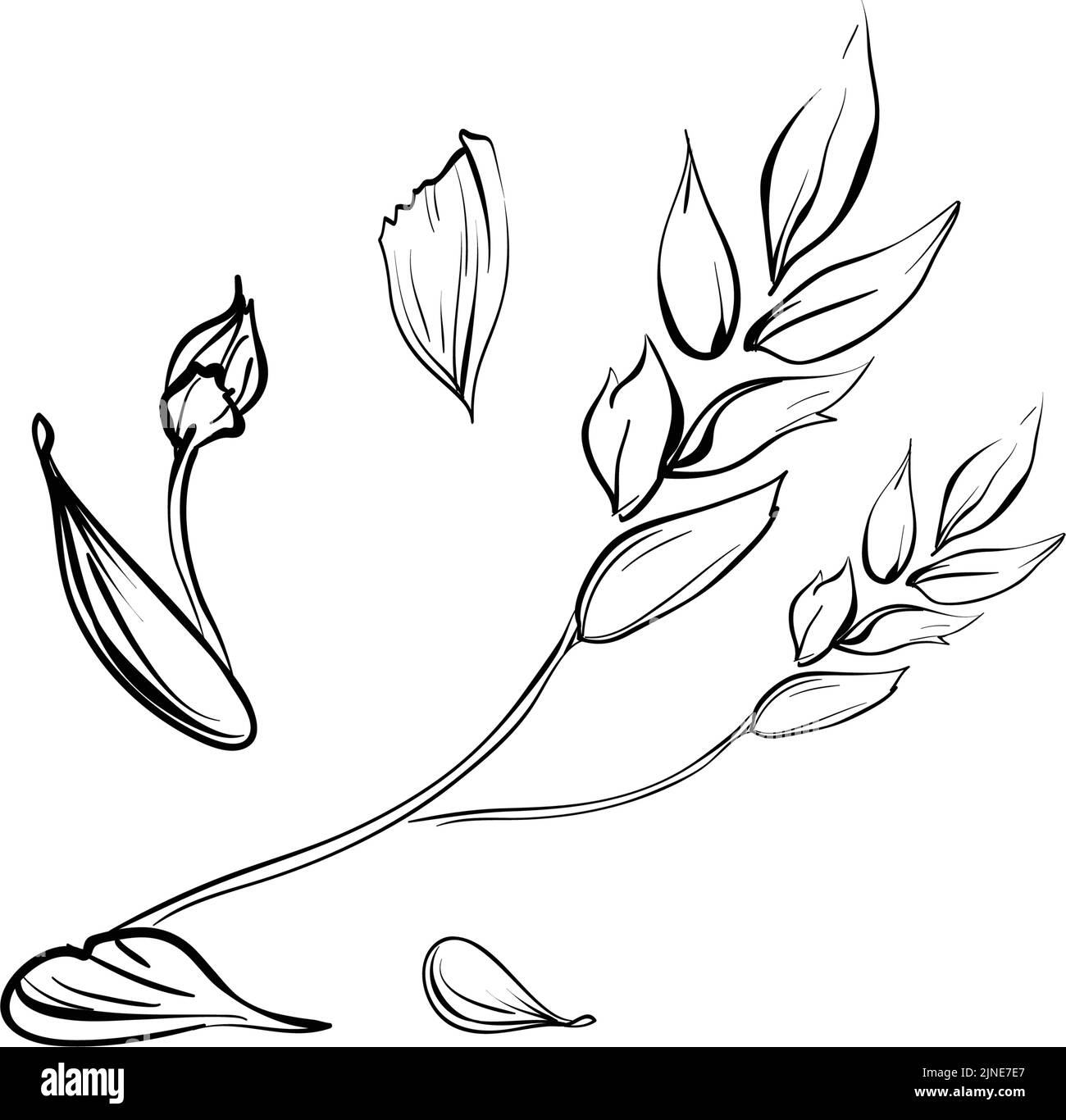 Plant line drawing hi-res stock photography and images - Alamy