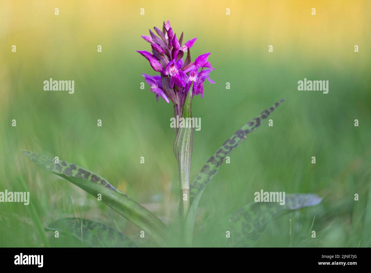 Western marsh orchid (Dactylorhiza majalis) in a nature. Dactylorhiza majalis, the broad-leaved ...