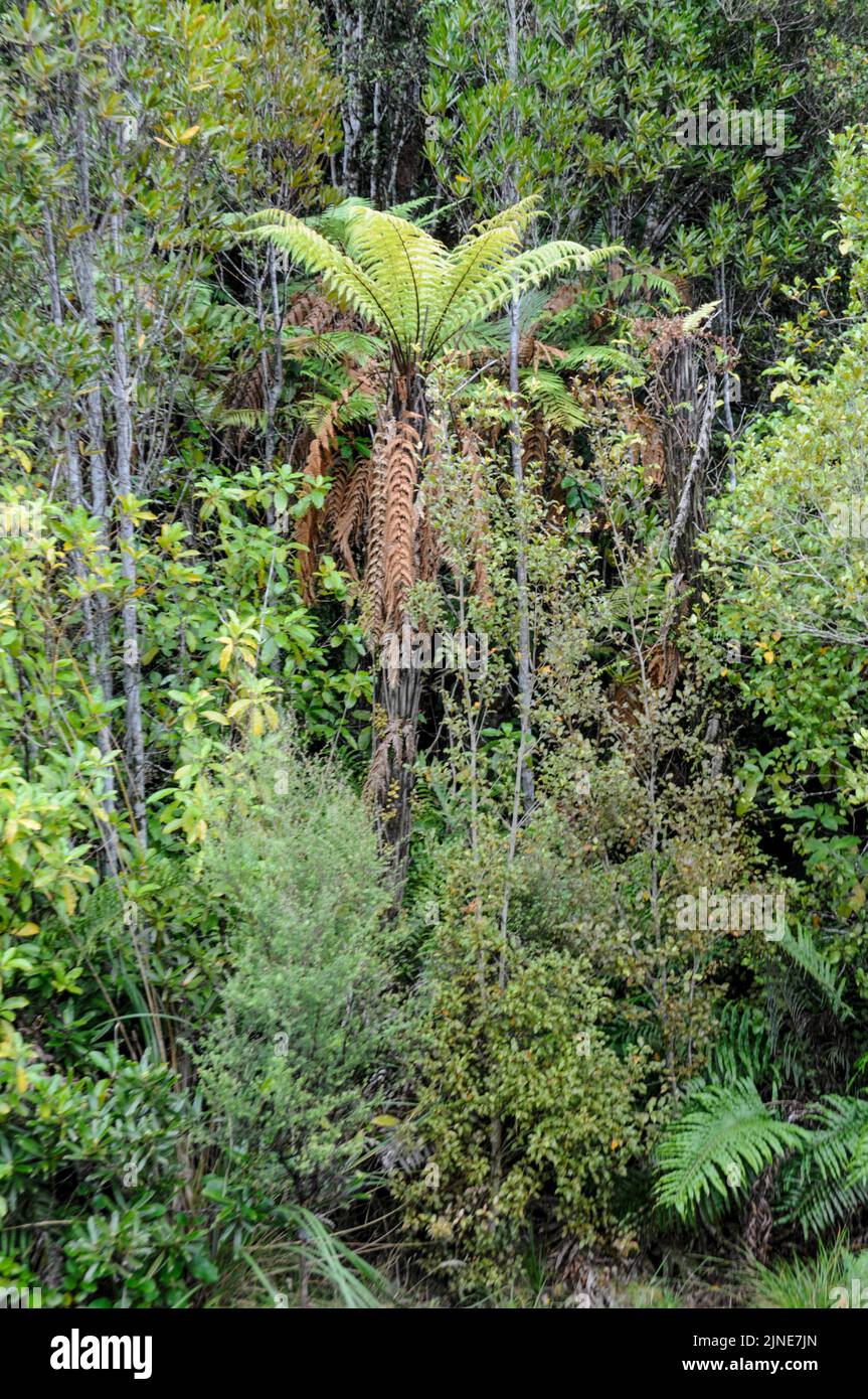 Thick vegetation in the rain forest on the west coast of South Island ...