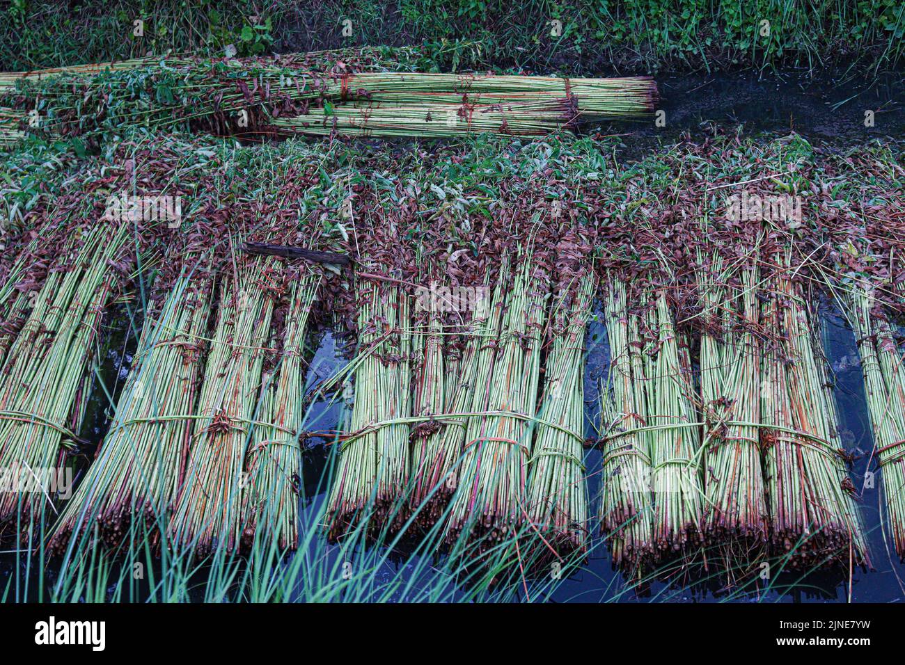 Jute bug hi-res stock photography and images - Alamy