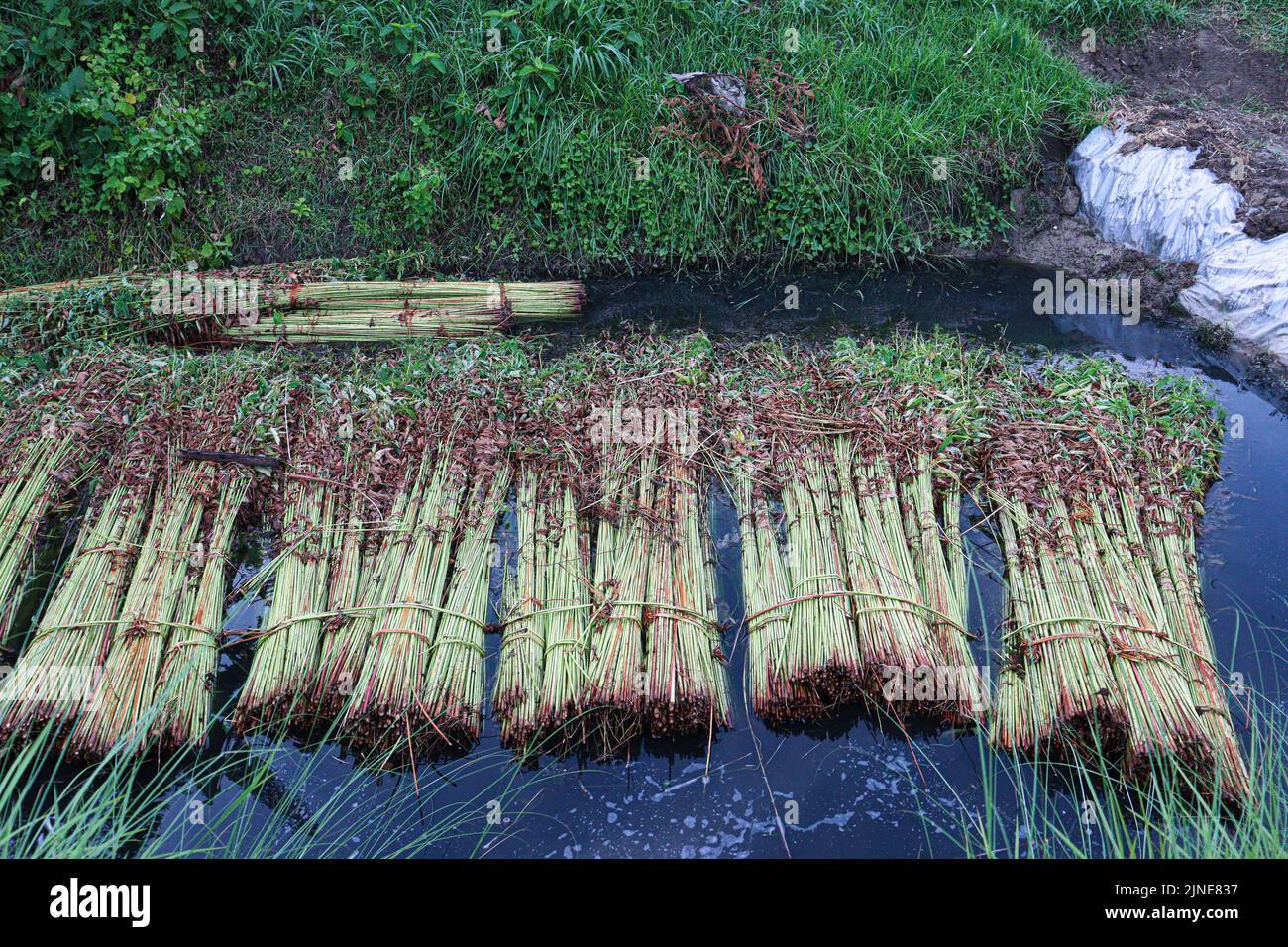 green raw jute tree farm on field for harvest Stock Photo - Alamy