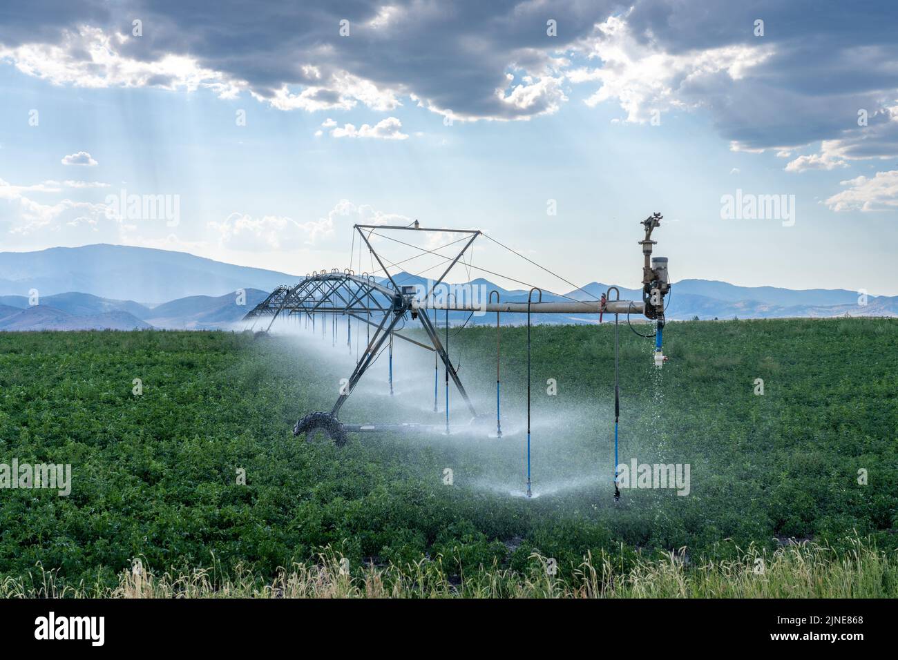 Center-pivot sprinkler irrigation system watering a field of potatoes ...