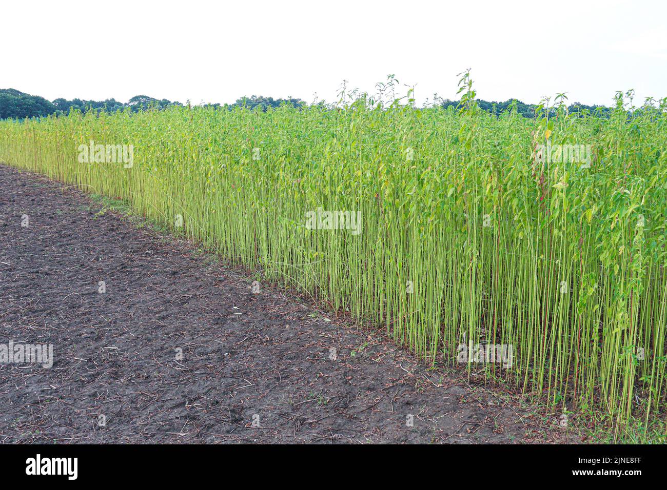 green raw jute tree farm on field for harvest Stock Photo - Alamy