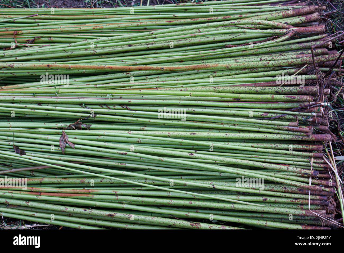 green raw jute tree farm on field for harvest Stock Photo - Alamy