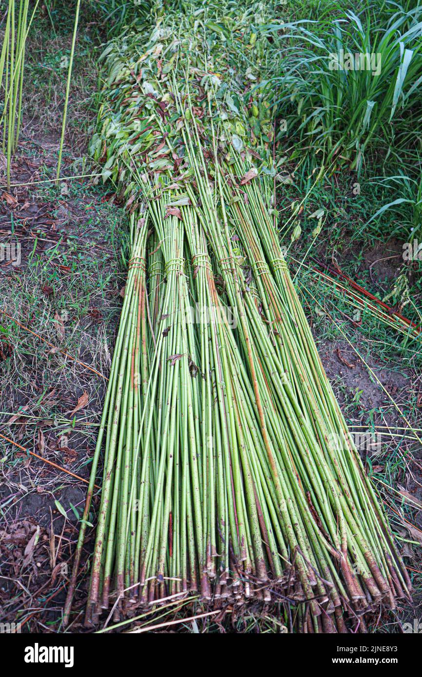 green raw jute tree farm on field for harvest Stock Photo - Alamy