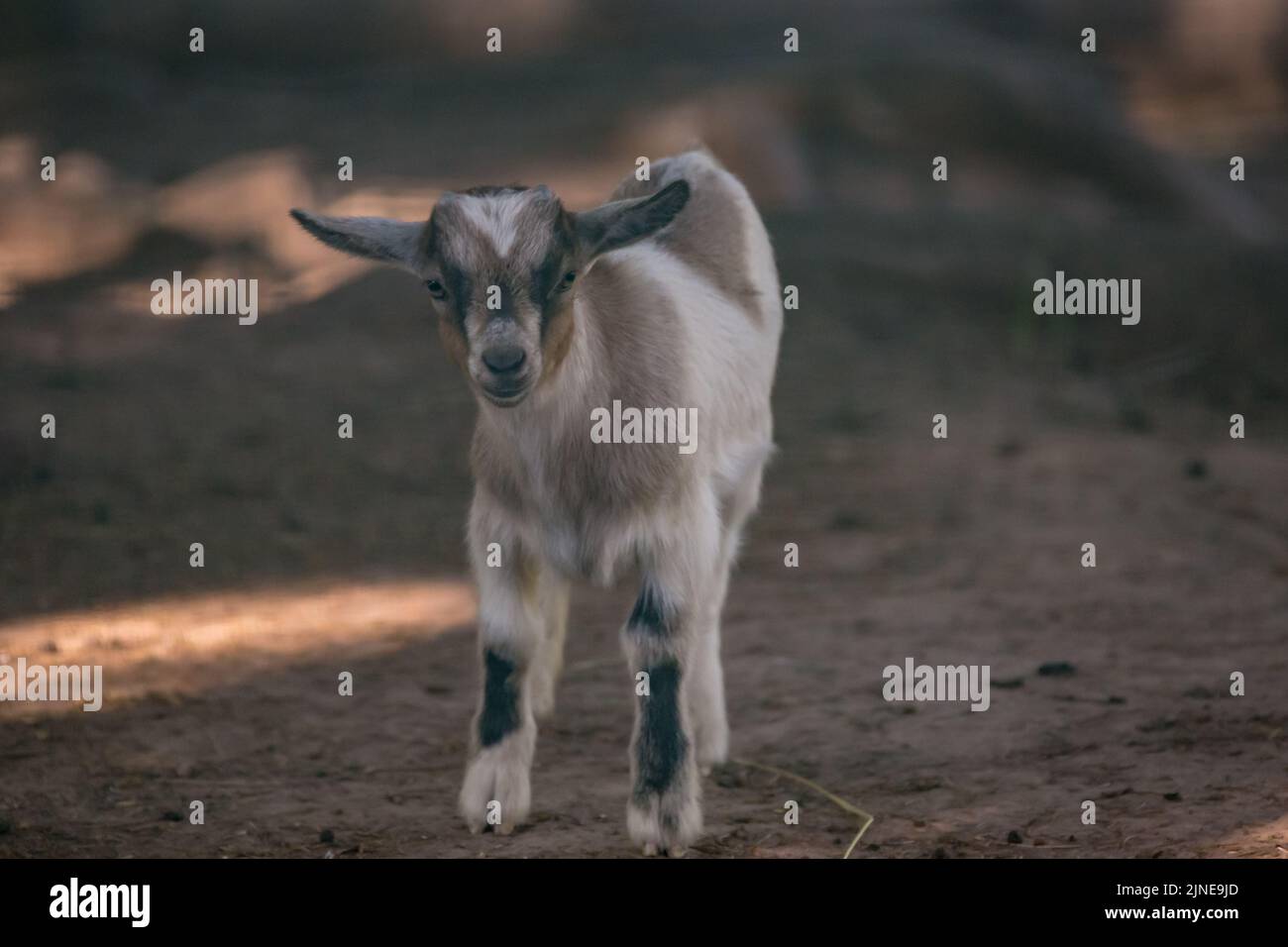 A closeup of a goat kid (Capra aegagrus hircus) walking on a farm in ...
