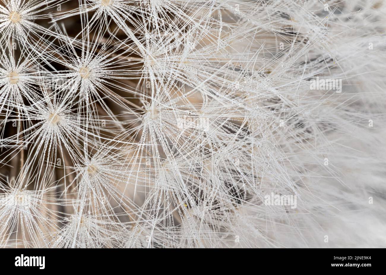 White dandelion - Taraxacum species - head seeds, white pappus fiber ...