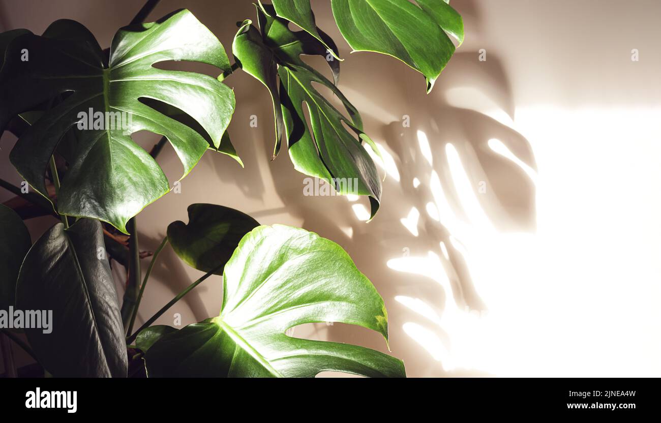 Beautiful leaves of Monstera deliciosa or Swiss cheese plant close-up ...
