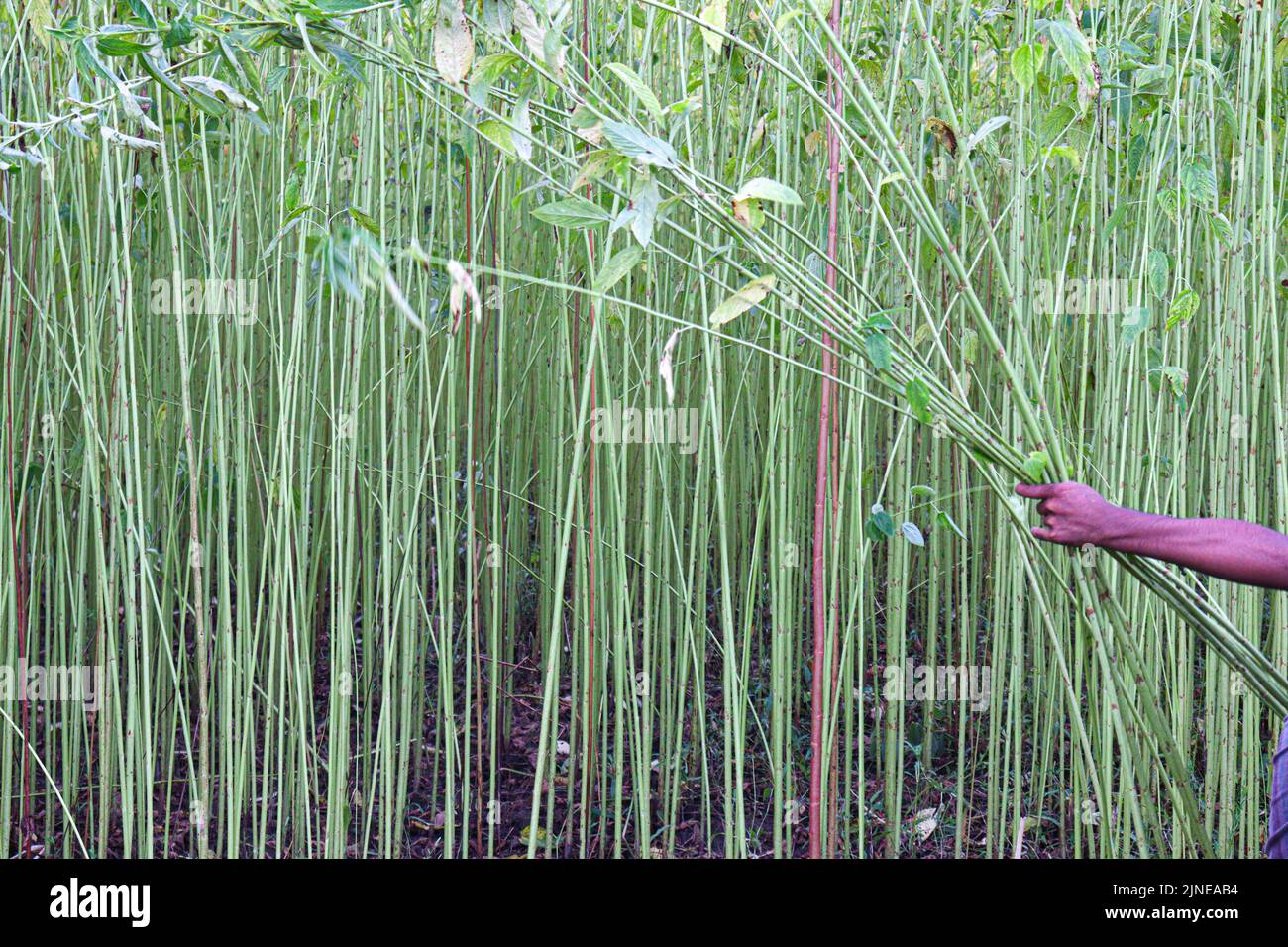 green raw jute tree farm on field for harvest Stock Photo - Alamy
