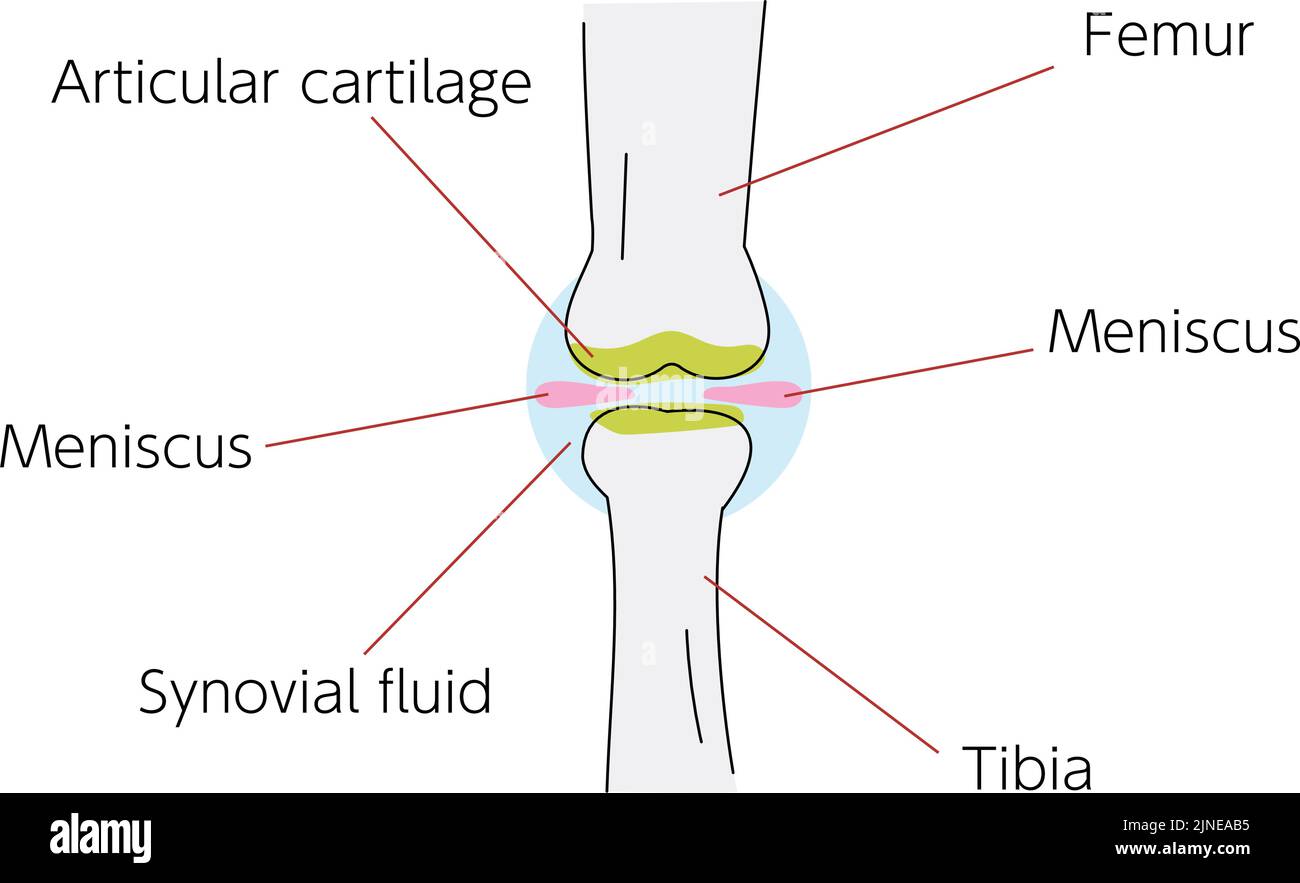 Illustrated illustration around the knee joint Stock Vector Image & Art ...