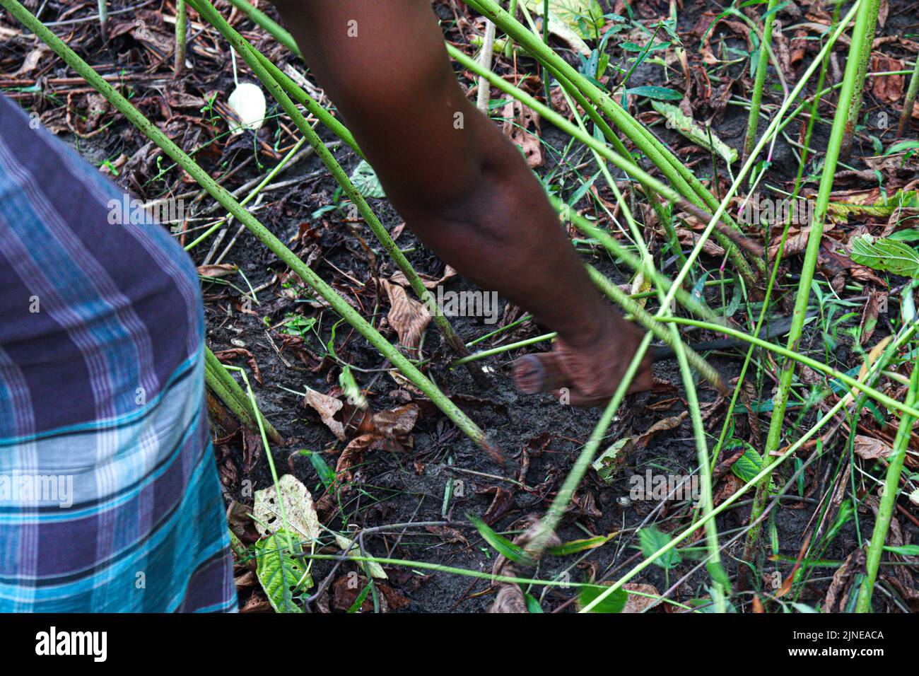 green raw jute tree farm on field for harvest Stock Photo - Alamy