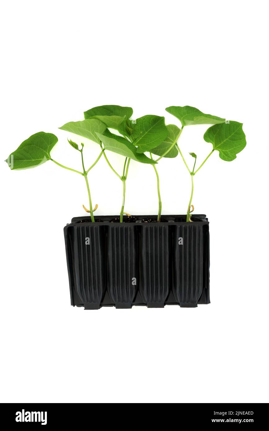 Root trainer with runner bean plants. Develops strong root growth prior ...