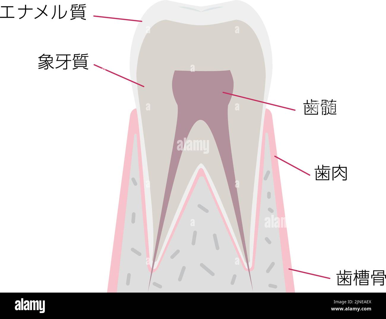Simple tooth anatomy with names of each part in Japanese Translation ...