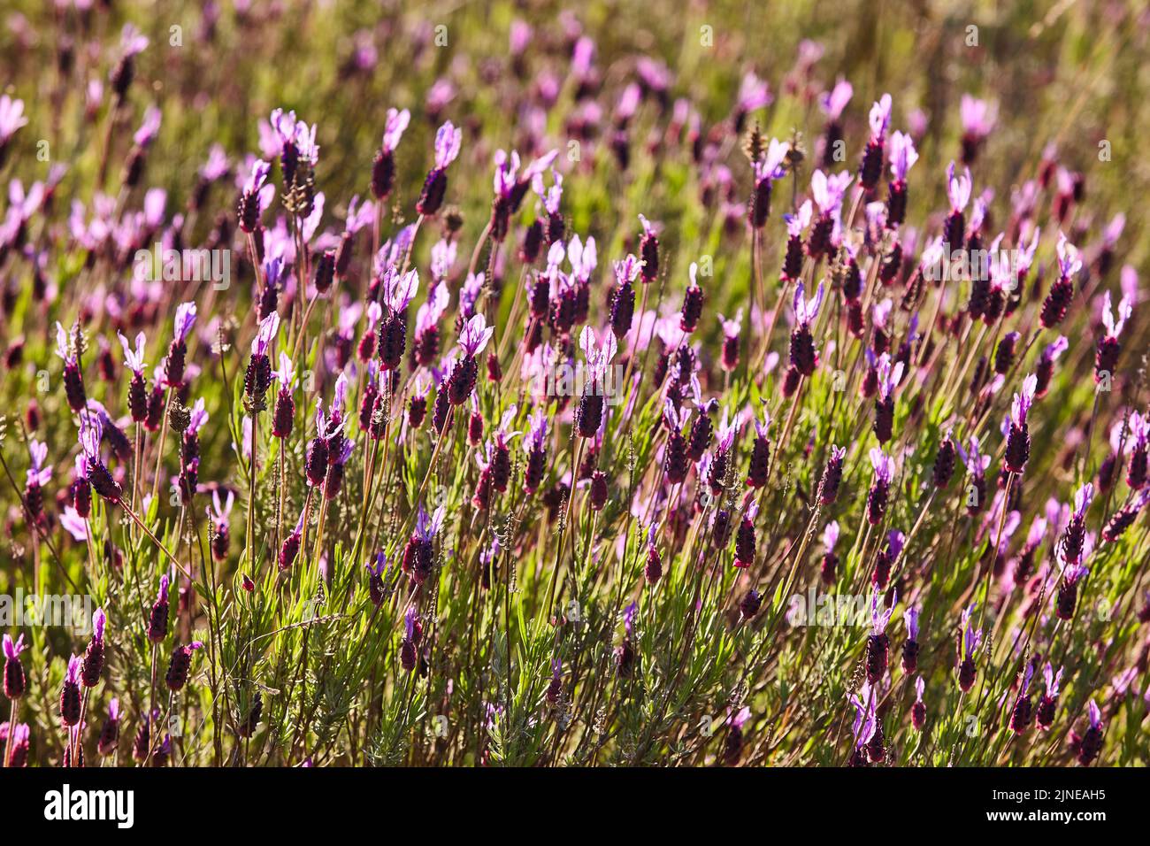 Spring flowering plants. Bloom in nature. Foliage background Stock ...