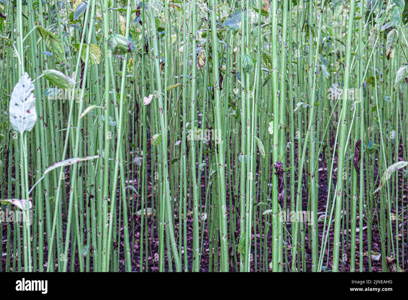 green raw jute tree farm on field for harvest Stock Photo - Alamy