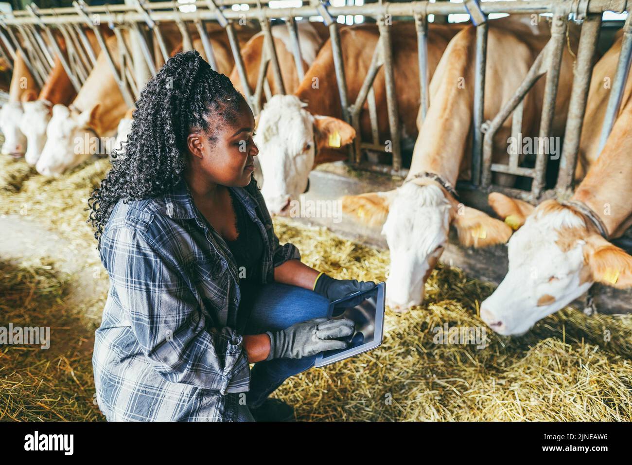 Young african farmer woman working inside cowshed while using digital ...