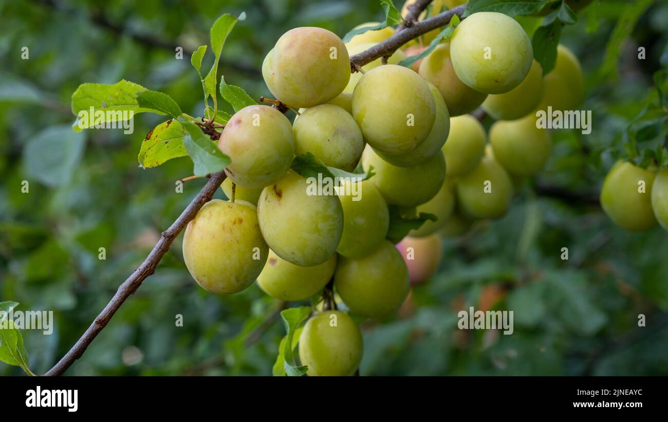 green unripe red plum grows and ripens on a branch of a plum tree. plum ...