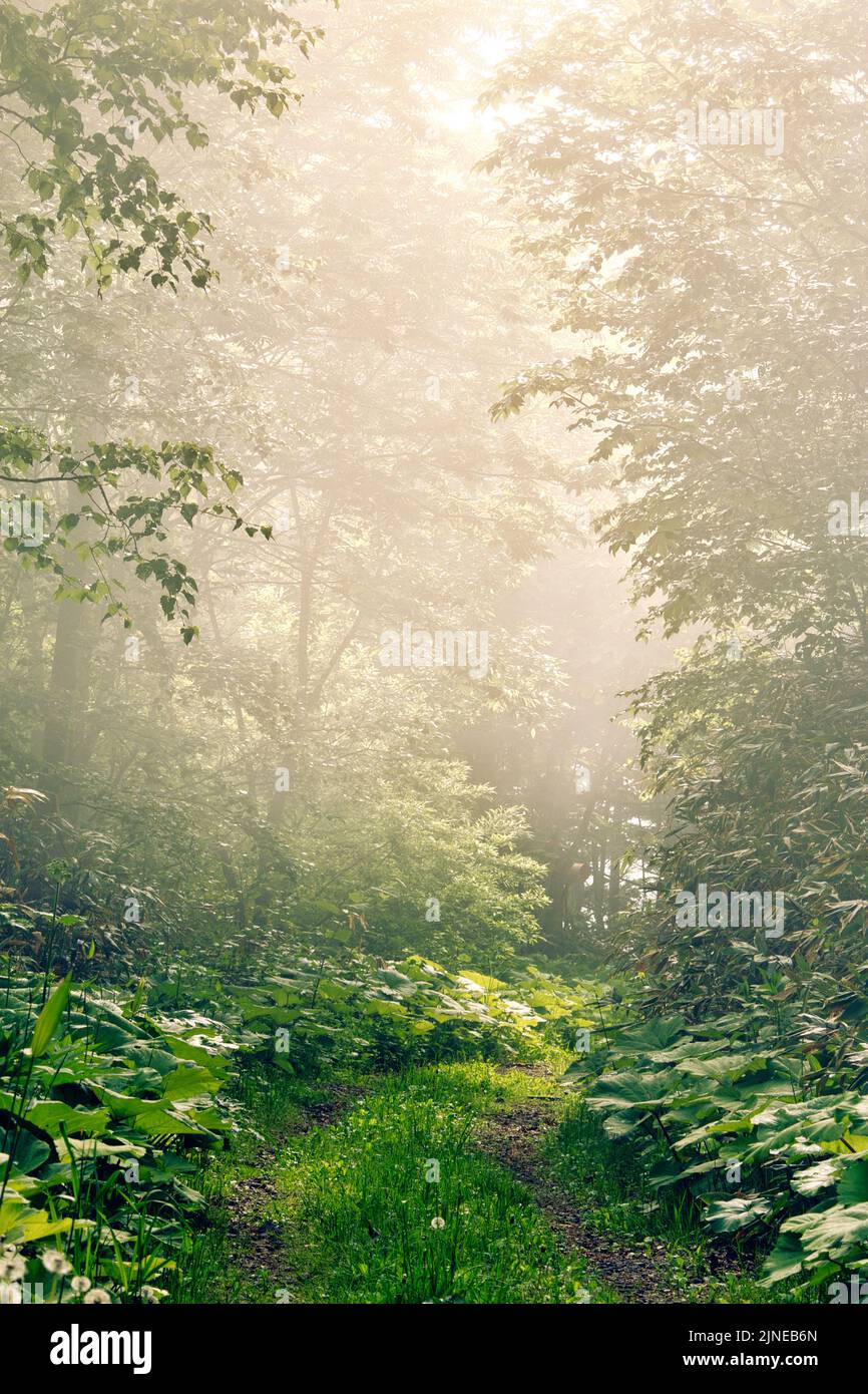 Overgrown track leading into misty woodland Stock Photo - Alamy
