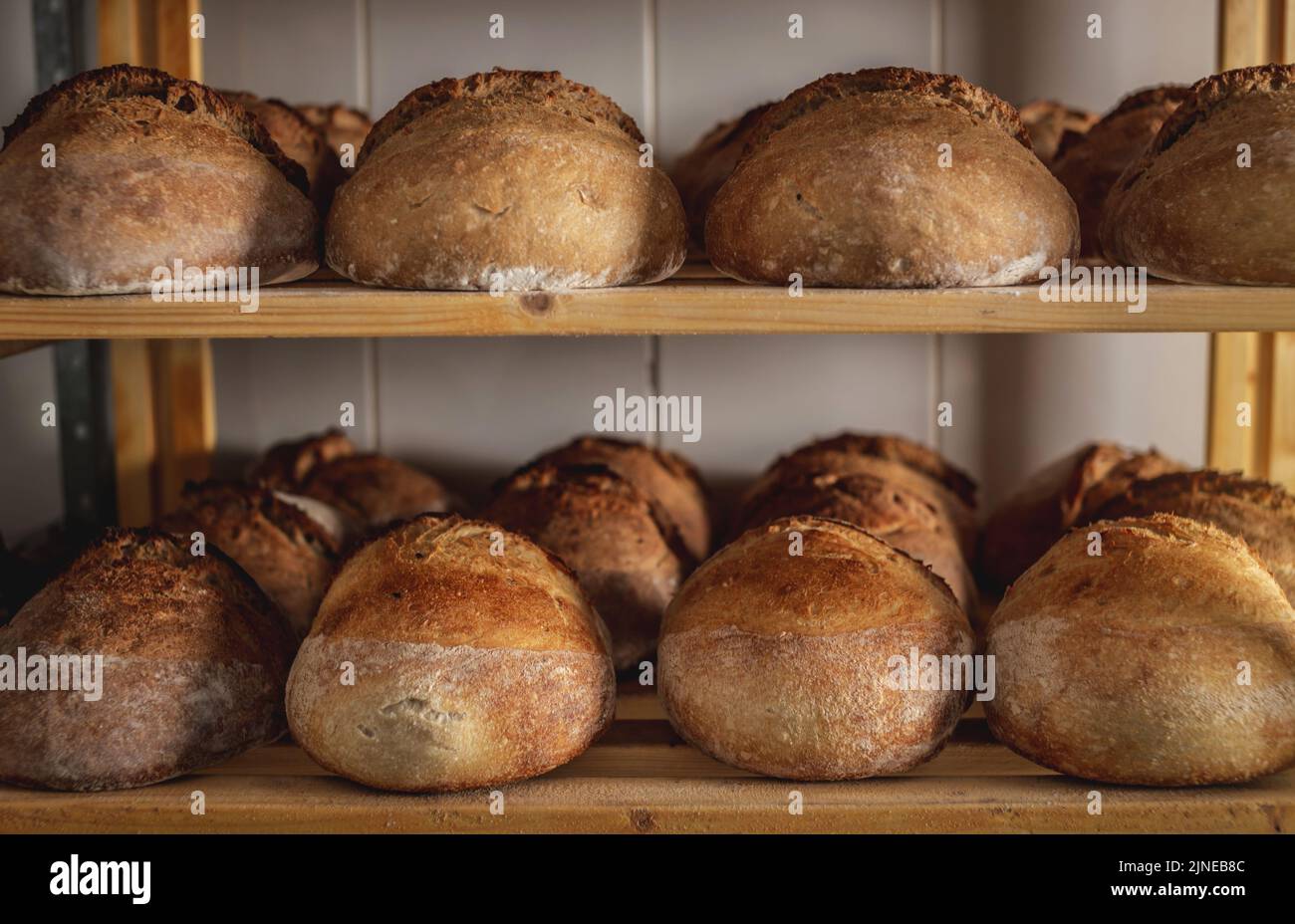 Freshly baked round wheat bread with a golden crispy crust on sourdough ...