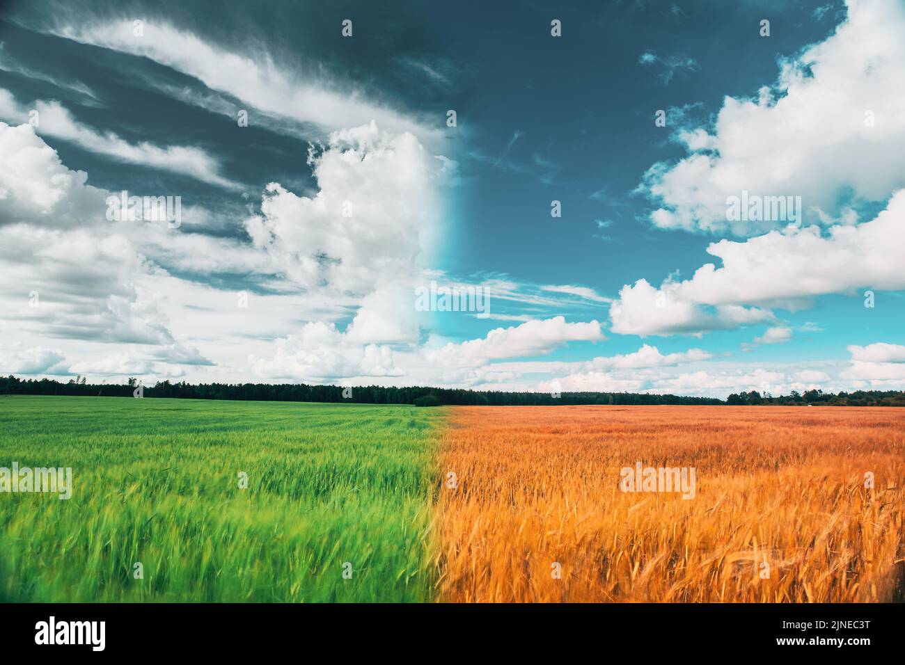 Summer Autumn Agricultural Transition. Clouds On Horizon Above ...