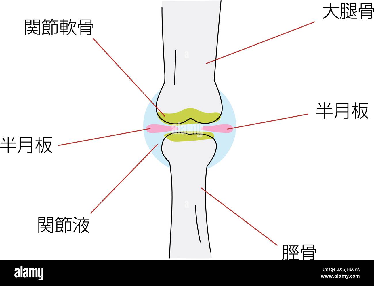 Illustrated illustration around the knee joint Stock Vector Image & Art ...
