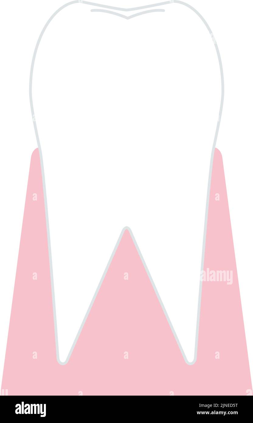 Very simple tooth cross section Stock Vector Image & Art - Alamy