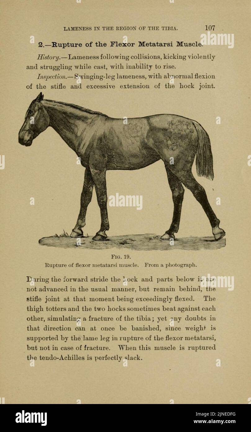The clinical diagnosis of lameness in the horse (Page 107 Stock Photo ...