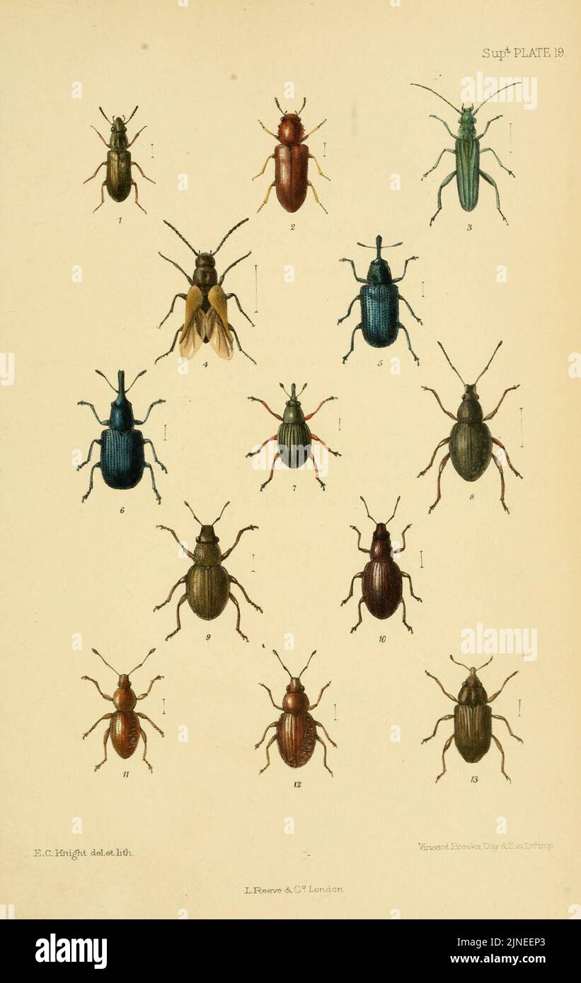 The Coleoptera of the British islands (8551425461 Stock Photo - Alamy