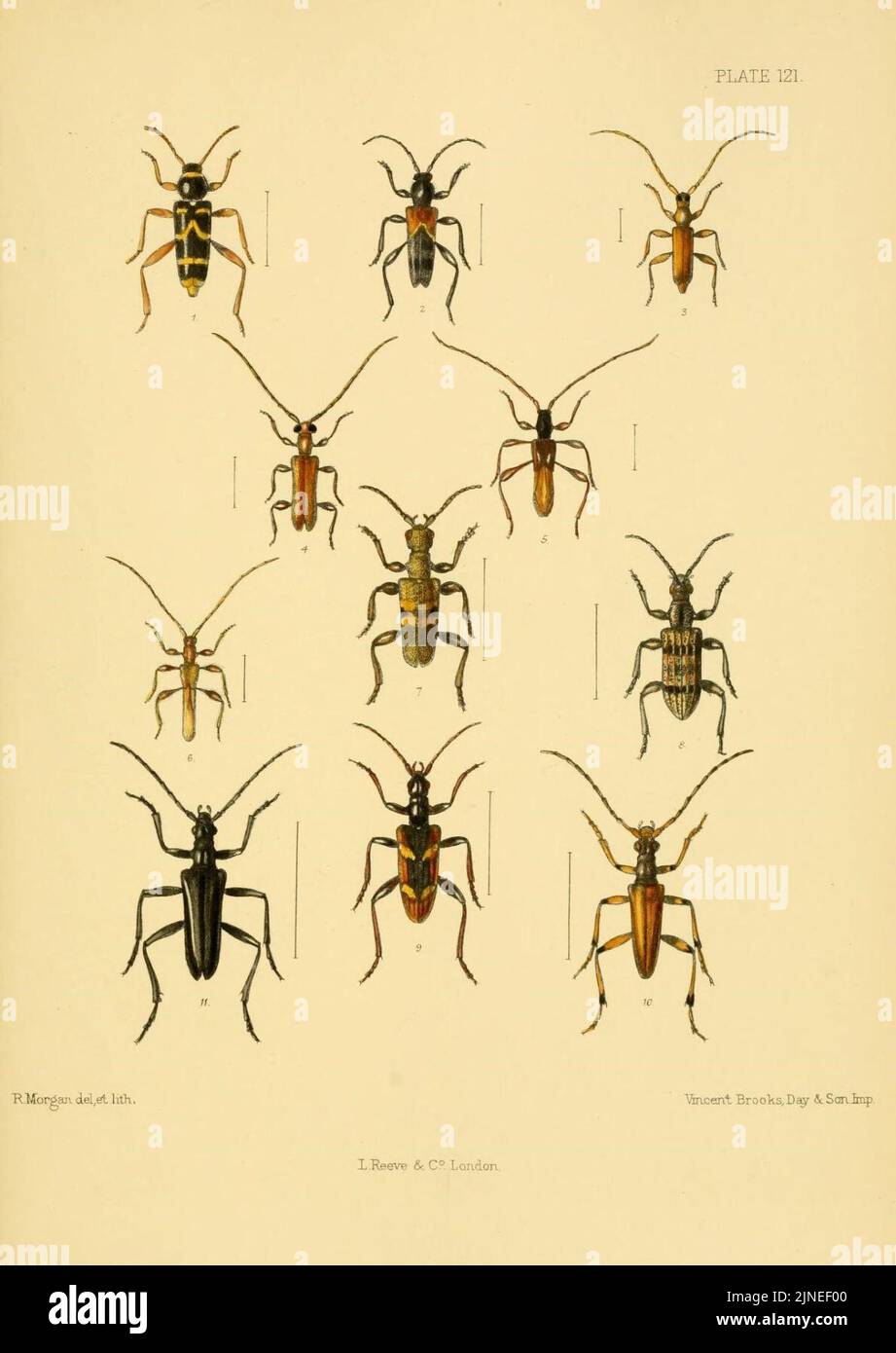 The Coleoptera of the British islands (Plate 121) (8592916520 Stock ...