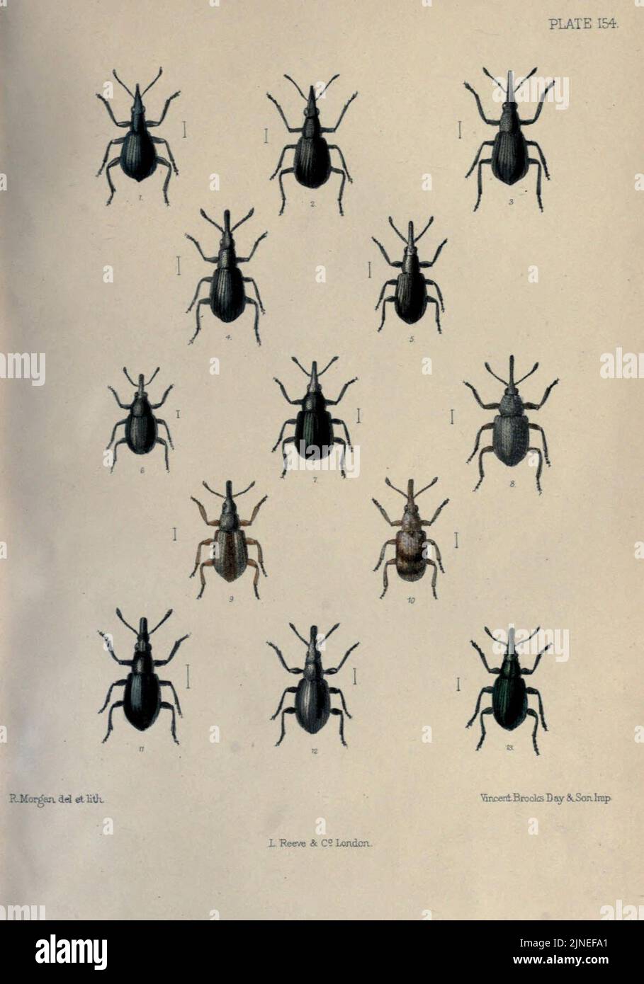 The coleoptera of the British Islands Stock Photo - Alamy