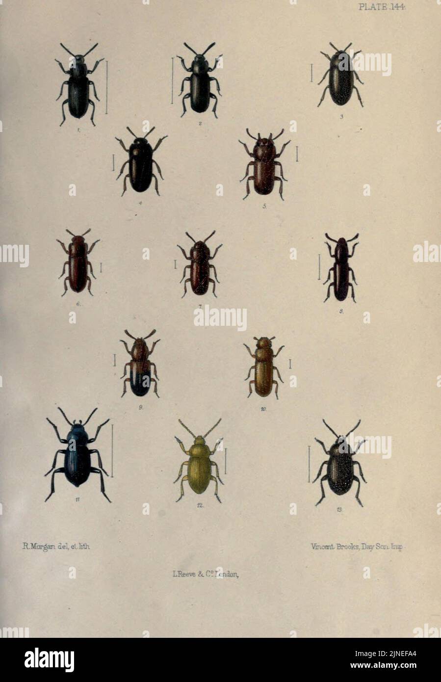 The coleoptera of the British Islands Stock Photo - Alamy