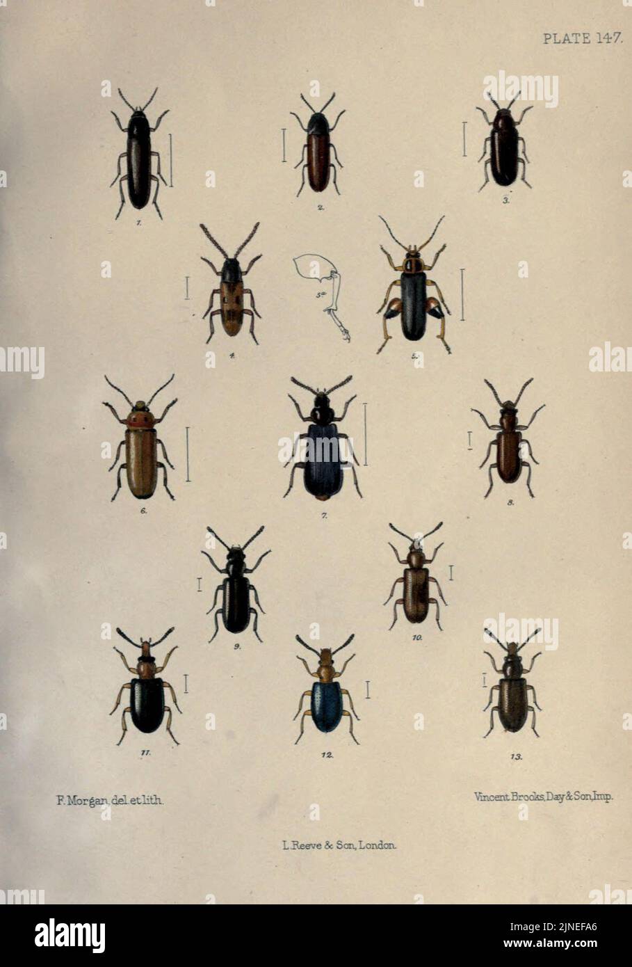 The coleoptera of the British Islands Stock Photo - Alamy