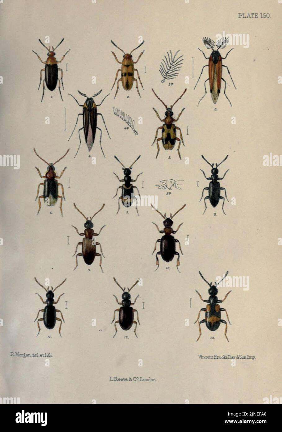 The coleoptera of the British Islands Stock Photo - Alamy