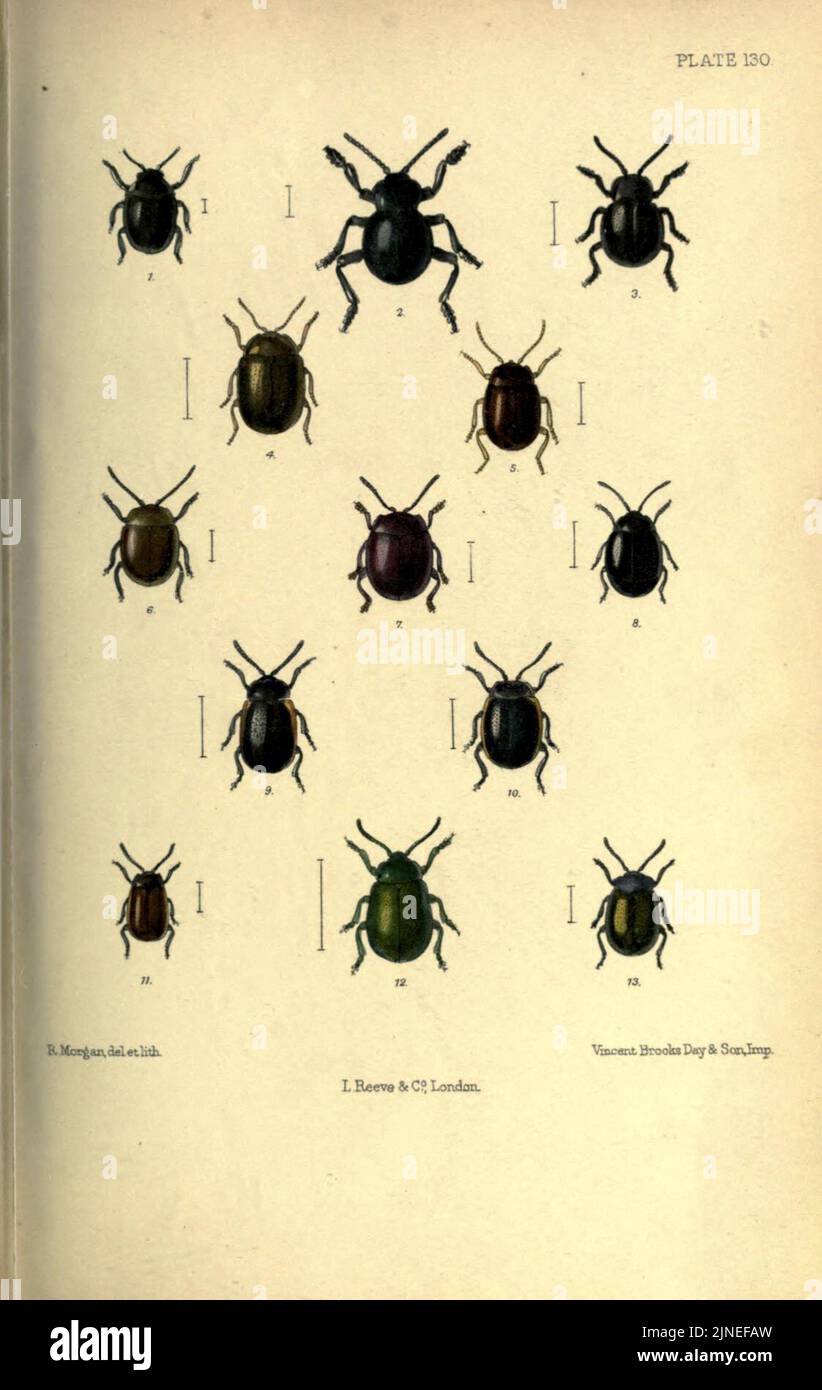 The coleoptera of the British Islands Stock Photo - Alamy