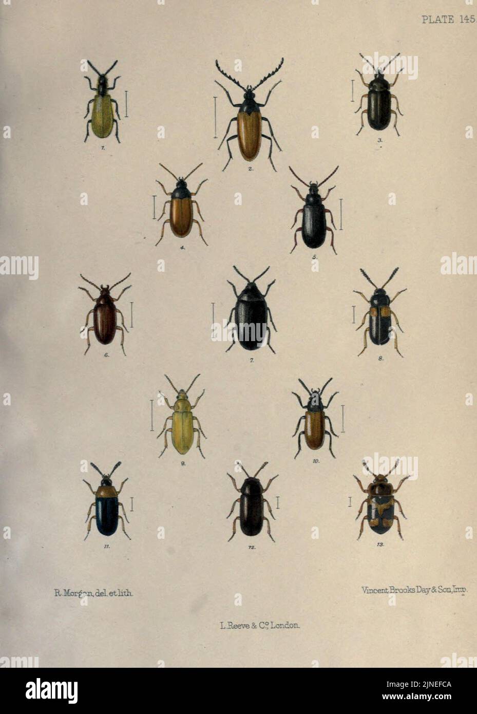 The coleoptera of the British Islands Stock Photo - Alamy