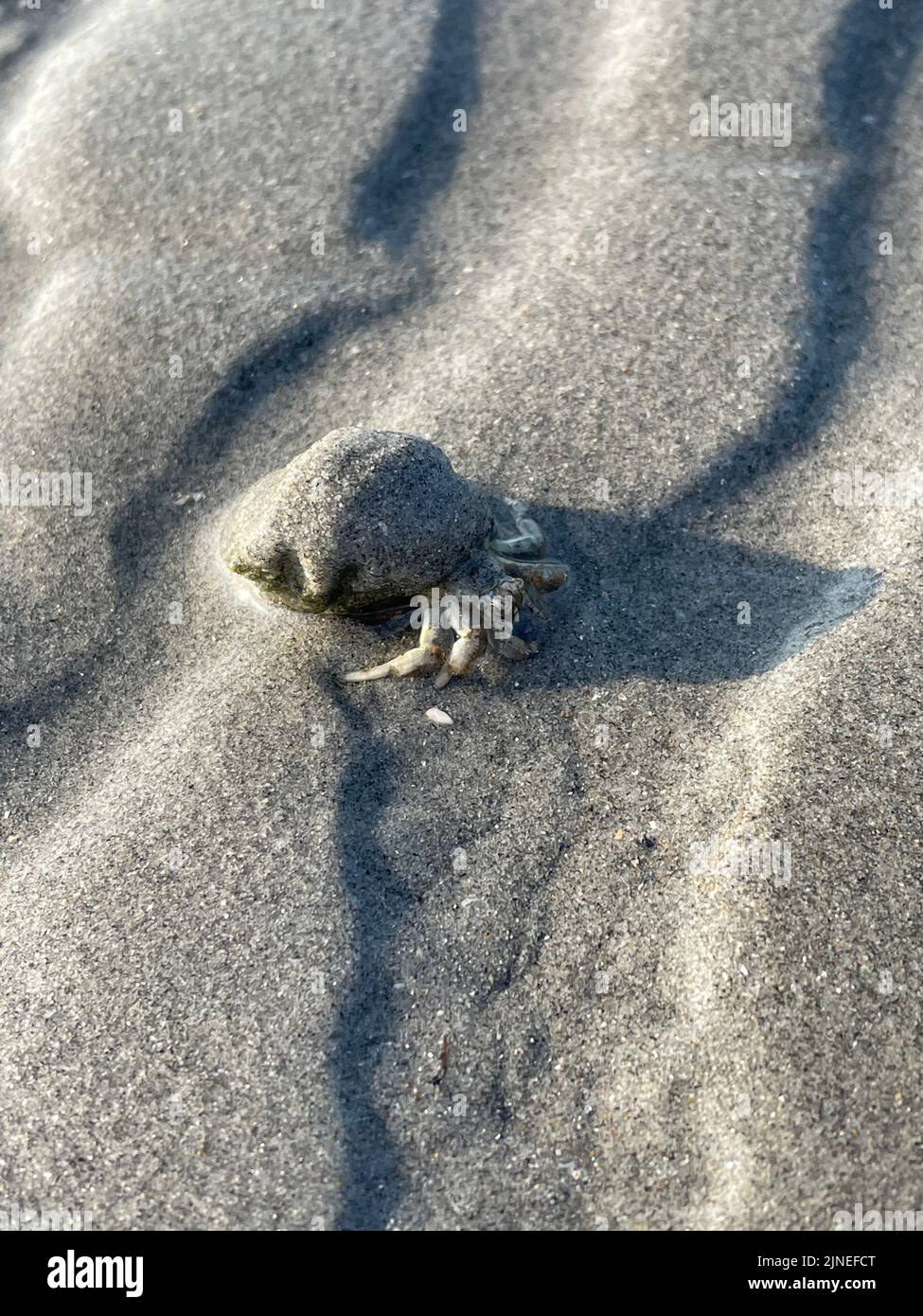 A crab covered with grey sand on a beach under the bright sunlight ...