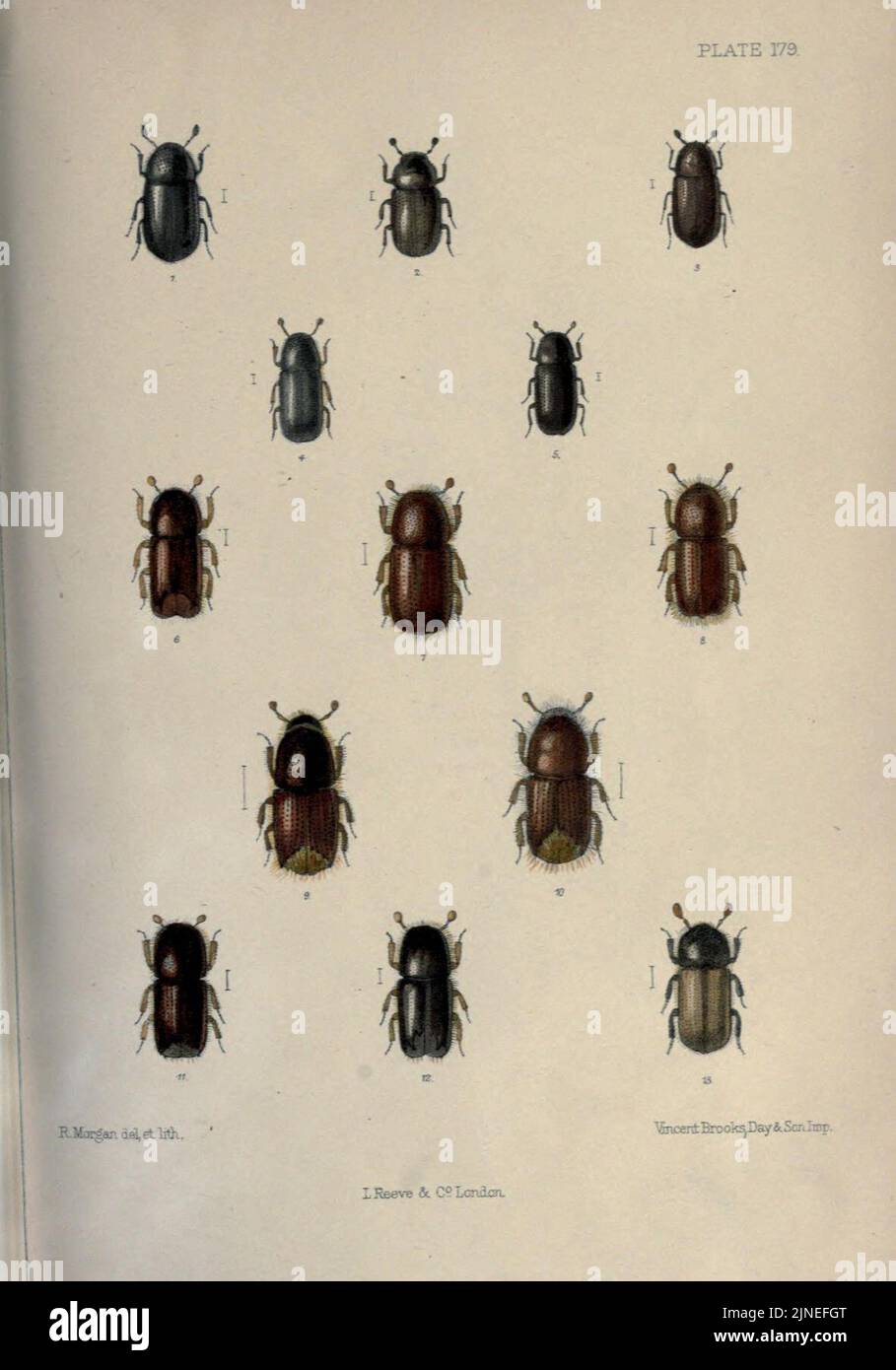 The coleoptera of the British Islands Stock Photo - Alamy