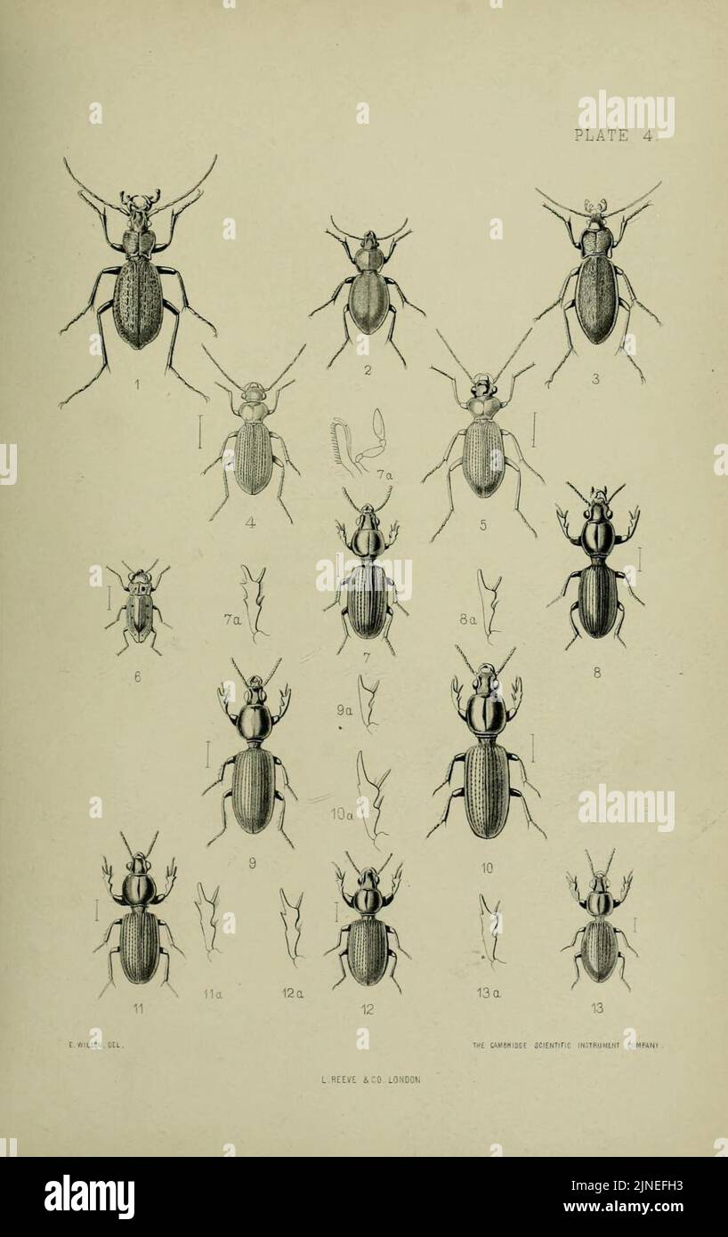 The Coleoptera of the British islands Stock Photo - Alamy