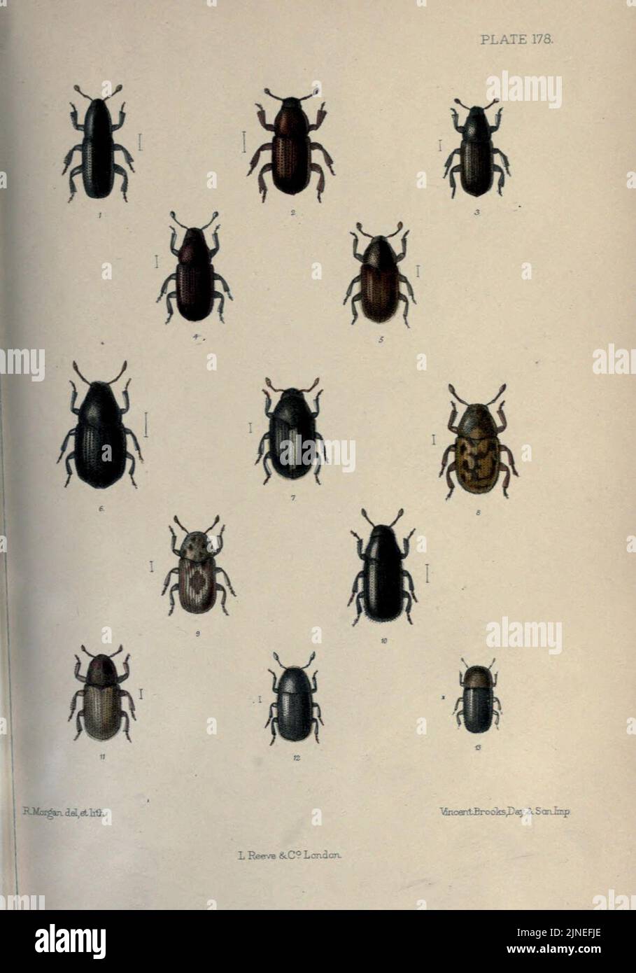 The coleoptera of the British Islands Stock Photo - Alamy