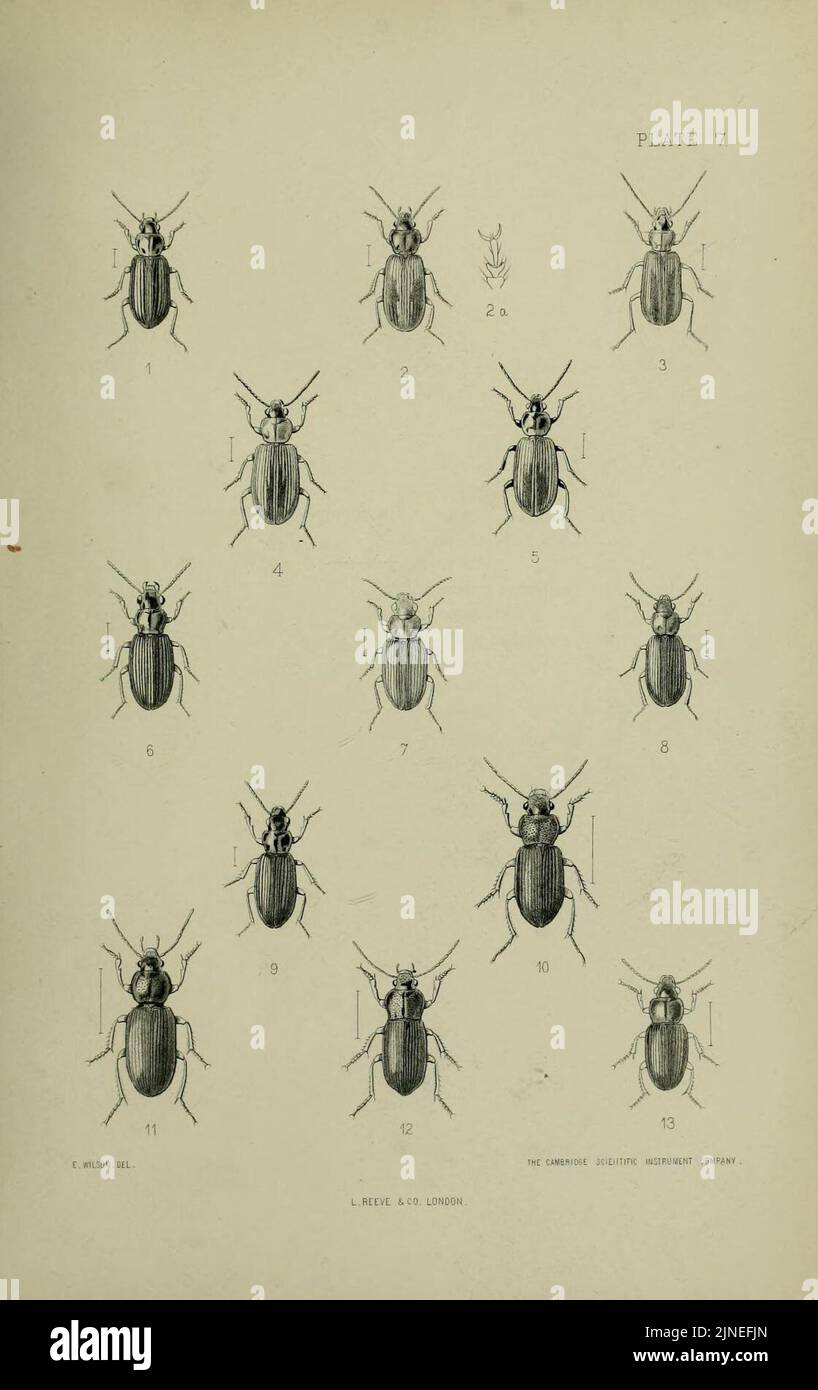 The Coleoptera of the British islands Stock Photo - Alamy