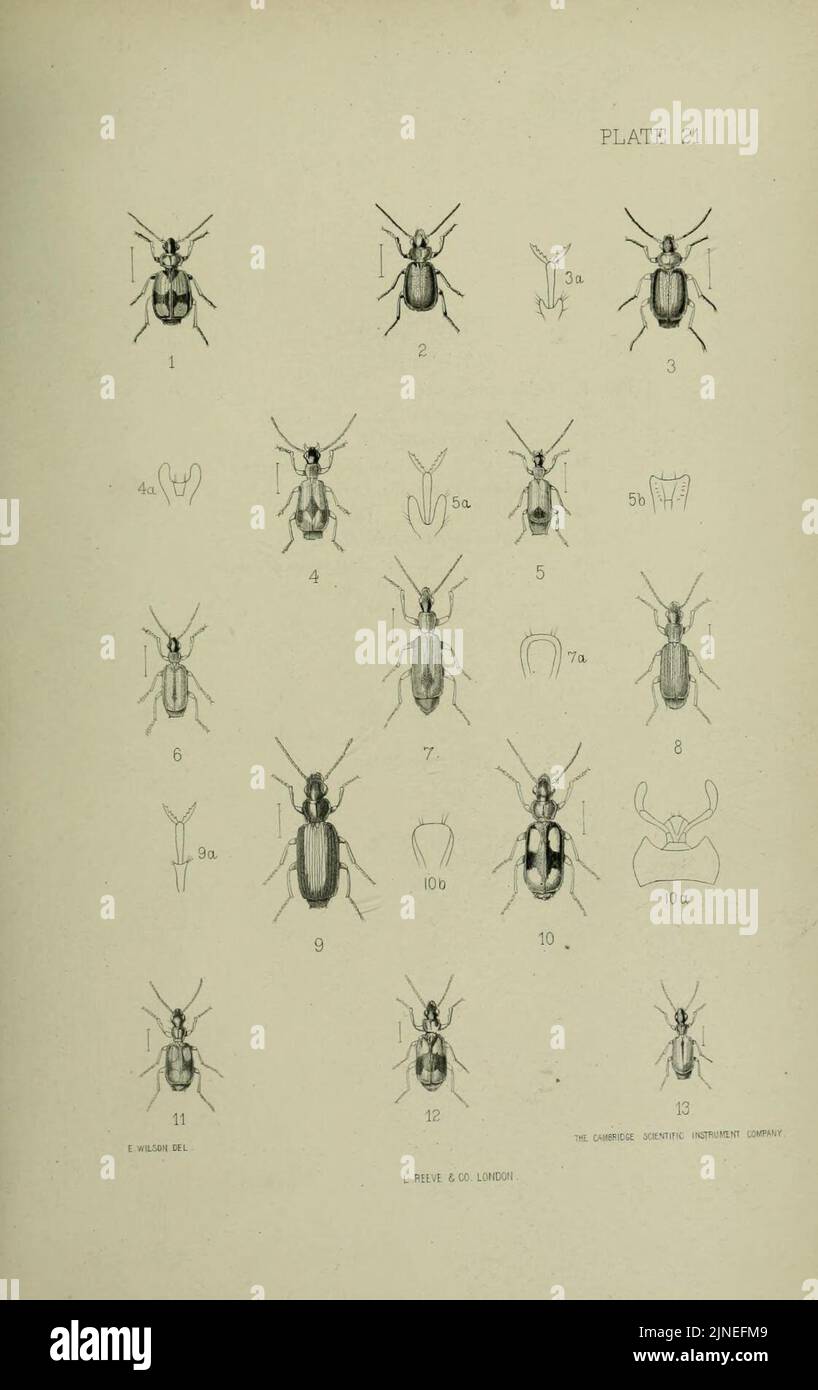 The Coleoptera of the British islands Stock Photo - Alamy