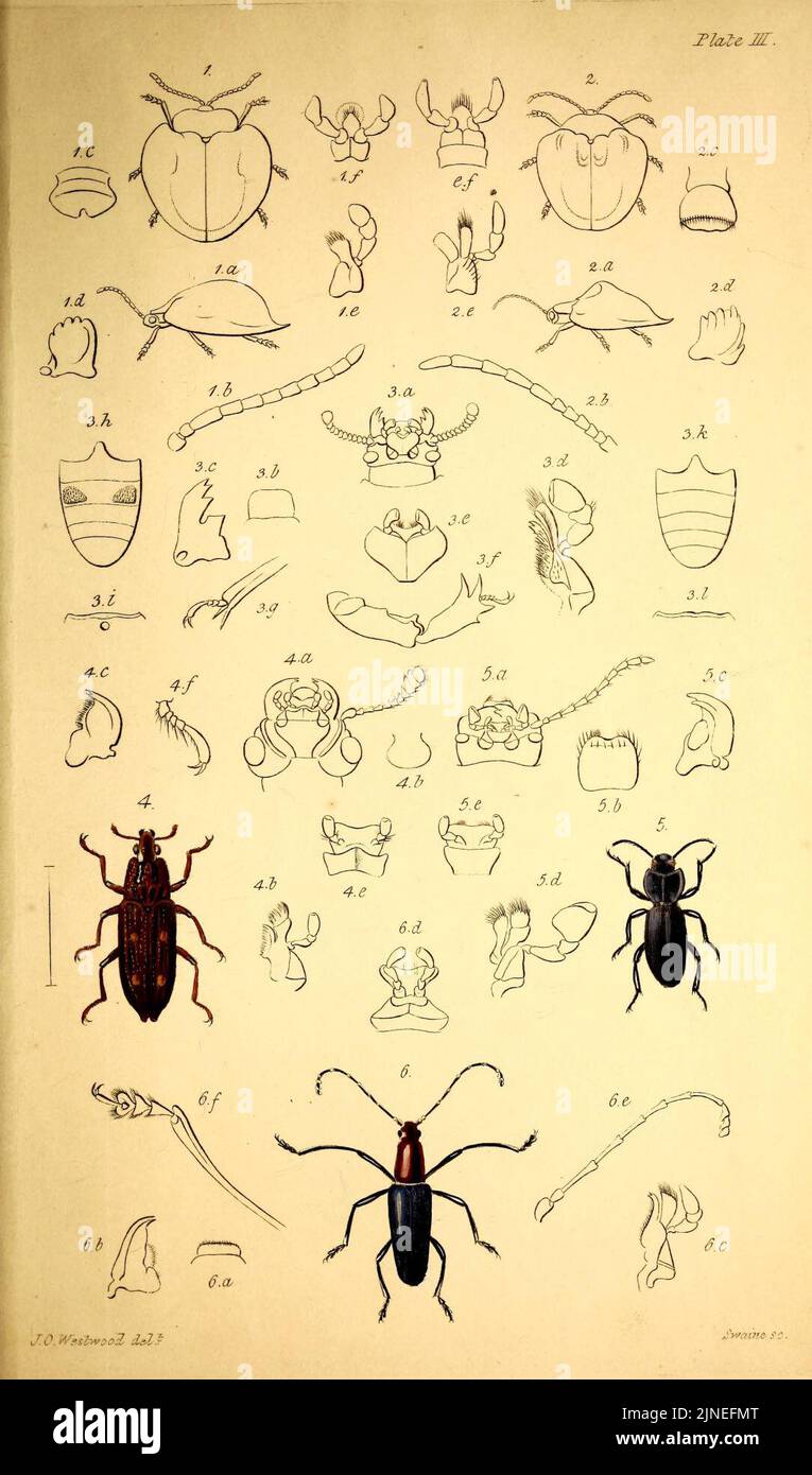 Coleopterists hi-res stock photography and images - Alamy