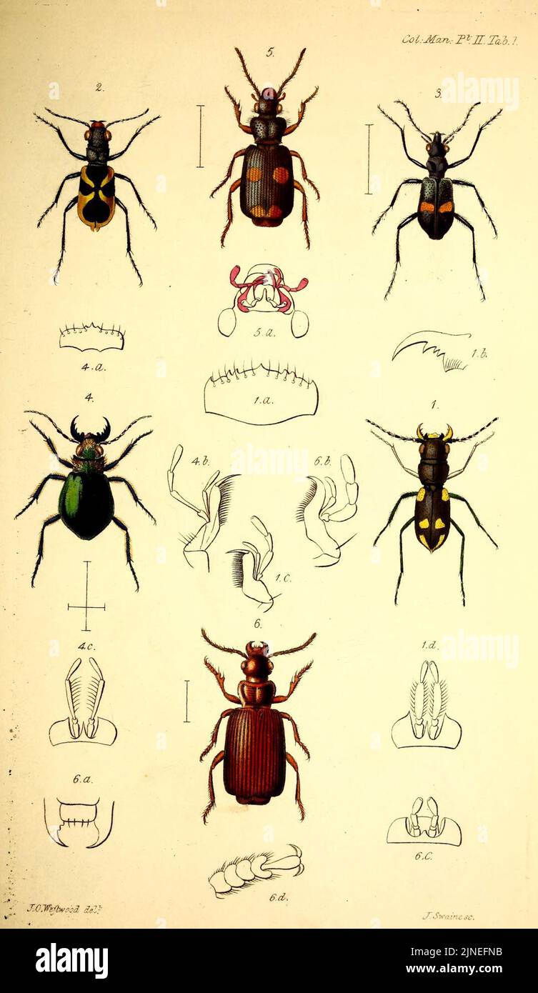 Coleopterists hi-res stock photography and images - Alamy
