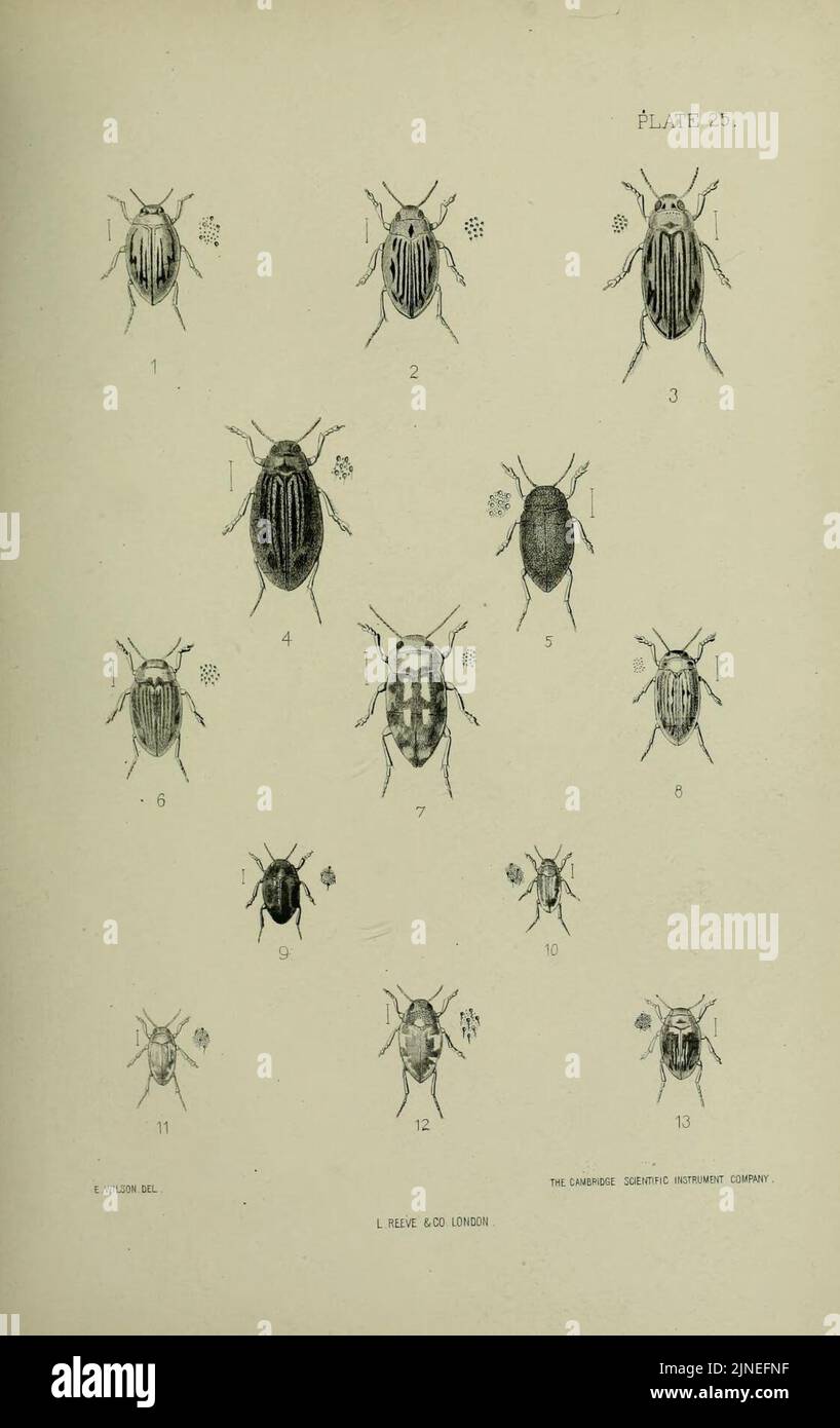 The Coleoptera of the British islands Stock Photo - Alamy