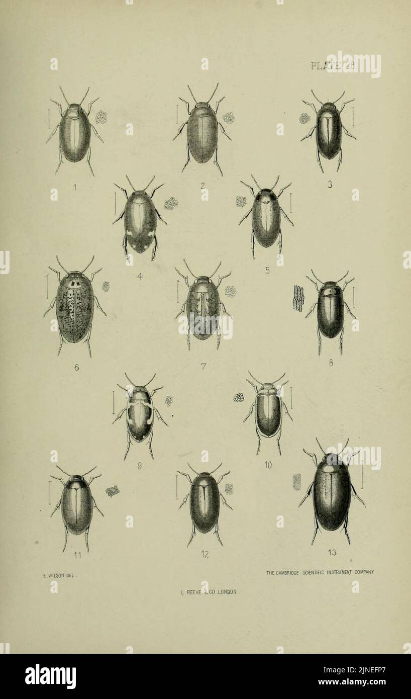 The Coleoptera of the British islands Stock Photo - Alamy