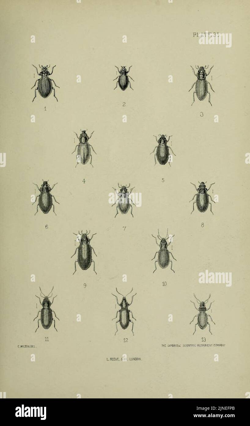The Coleoptera of the British islands Stock Photo - Alamy